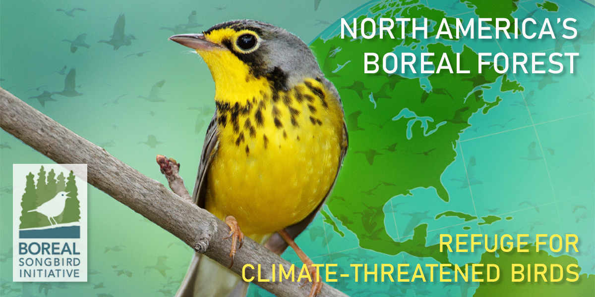 Report: Conserving North America's Bird Nursery in the Face of Climate Change | Boreal Songbird ...