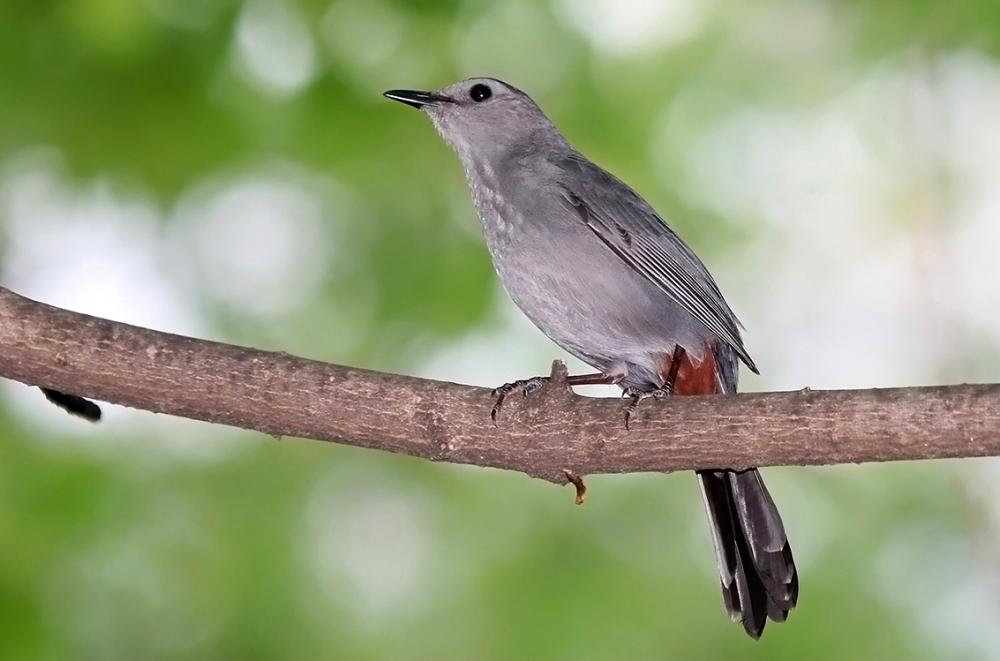 Gray Catbird Dumetella carolinensis Boreal Songbird Initiative
