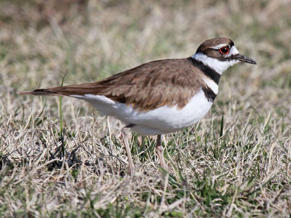 Killdeer Charadrius Vociferus Boreal Songbird Initiative