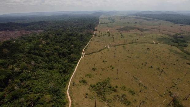 Forest fragmentation leads to species die-off that lasts decades: study ...