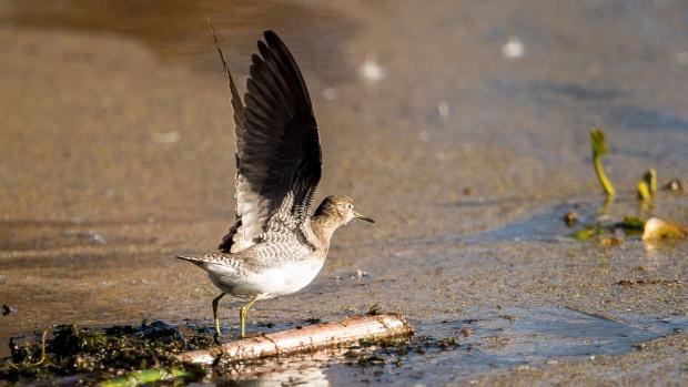 Birders migrate to Edmonton, home to many avian species | Boreal ...