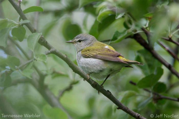 The boreal songbook | Boreal Songbird Initiative