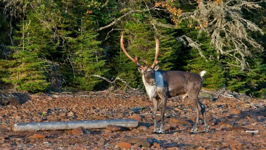 Canada’s Woodland Caribou at a Conservation Crossroad | Boreal Songbird ...