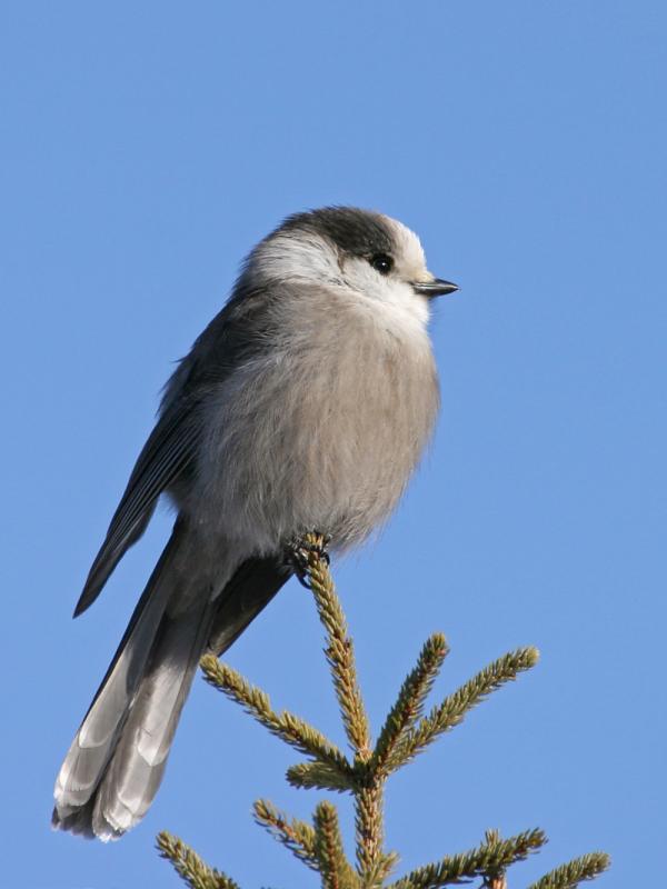 Saving songbirds’ boreal home | Boreal Songbird Initiative