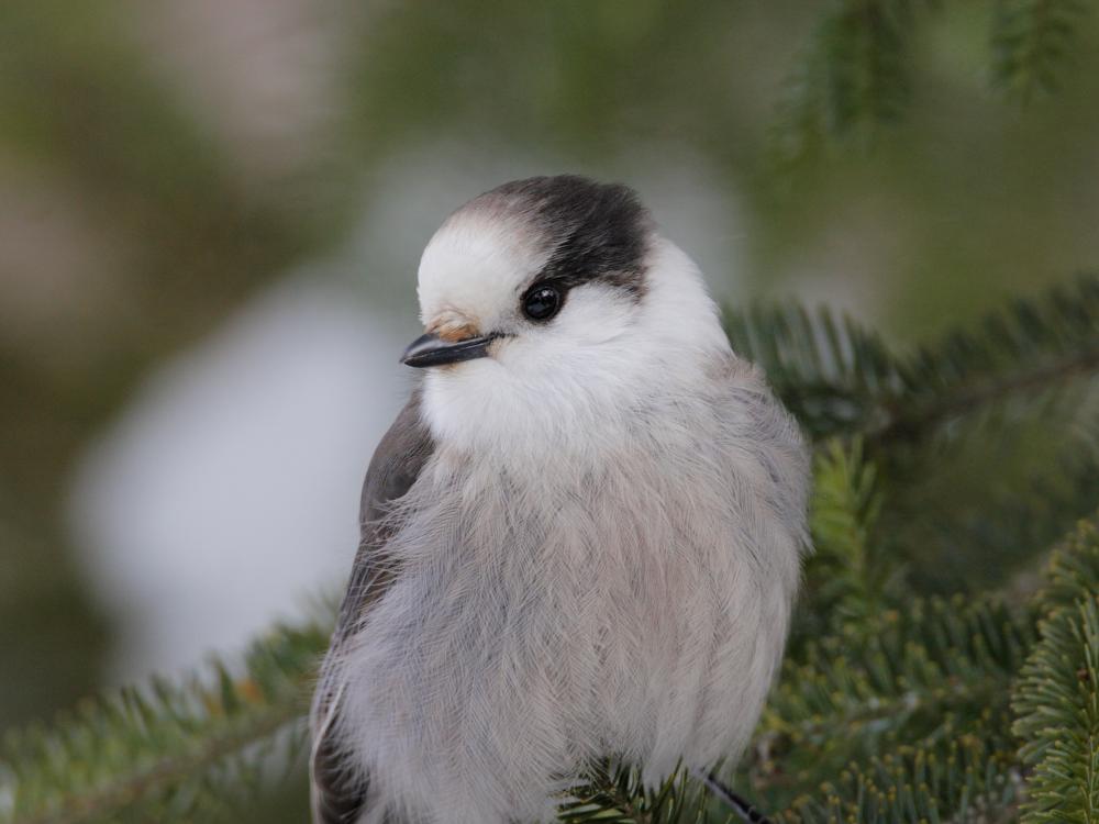 Canada's Choosing A National Bird (And It's Surprisingly Suspenseful ...