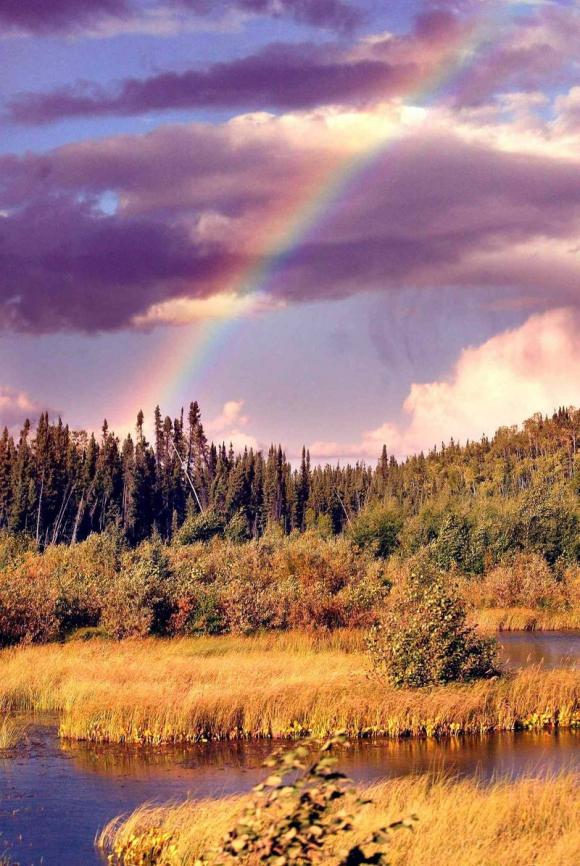 Boreal areas worth $117B: study | Boreal Songbird Initiative