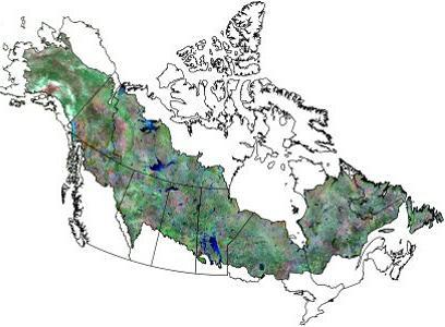 Scientists Urge Conservation of Canada's Precious Northern Forest ...
