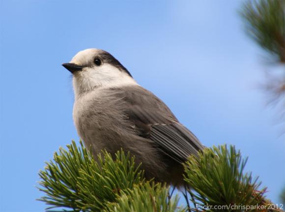 Canada isn't getting a national bird after all | Boreal Songbird Initiative