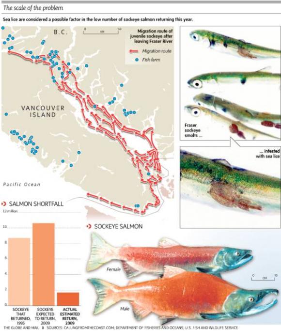 Millions of missing fish signal crisis on the Fraser River | Boreal Songbird Initiative